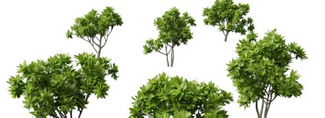 Meryta Sinclairii Pukanui Flippednormals