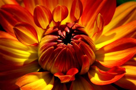 Dalia Flor Planta Foto Gratis En Pixabay Pixabay