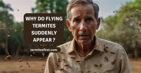 Why Do Flying Termites Suddenly Appear Termites First