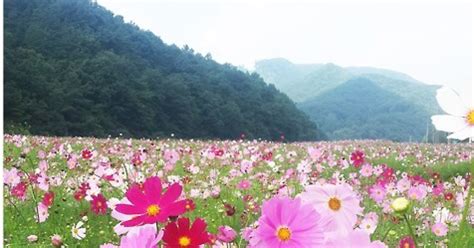 코스모스 활짝 핀 보은 들녘