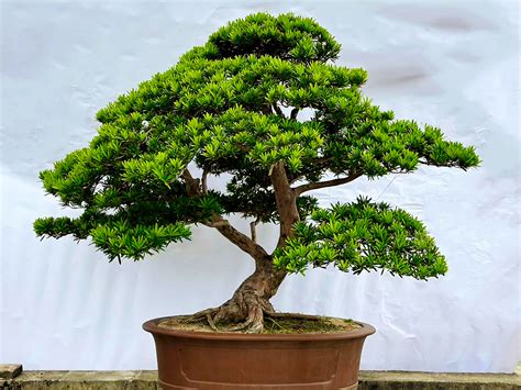 Podocarpus Macrophyllus Bonsai Ren