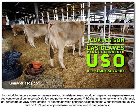 Criadores Cu Les Son Las Claves Para El Correcto Uso Del