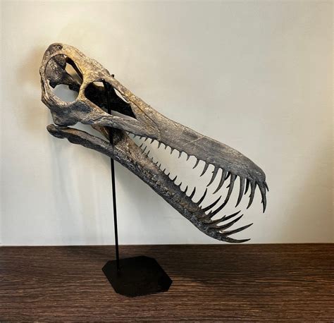 Pterosaur Skull Replica Taxidermy Replica Mount Boreopterus 42 Cm