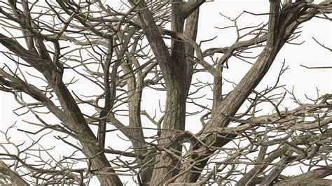 Cedar Lebanon Bark Tree 3d Model 29 3ds Blend C4d Fbx Max Ma Lxo Obj Free3d