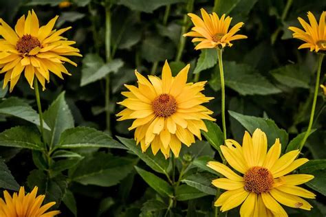 Les Plantes Vivaces Idéales Pour Un Jardin Sans Contraintes