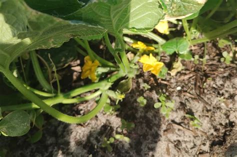 Pickle Trends Help Grow Dill Pickle Cucumber Consumption