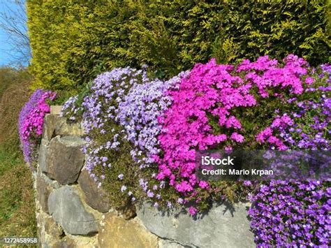 알프스 마을 왈렌슈타트베르크 스위스 세인트 갈렌 주의 거리 장식으로 장식정원 꽃 꽃 나무에 대한 스톡 사진 및 기타 이미지 Istock