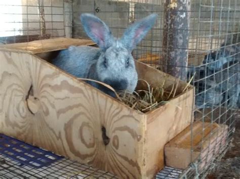 Rabbit Nest Box Info Artofit