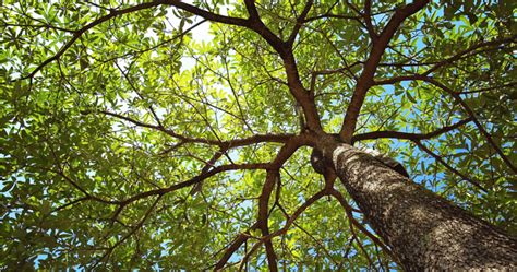 Audios de condominio el misterio del árbol Mundo UR Un mundo de