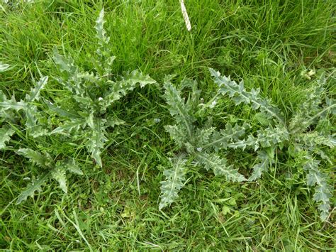Killing Thistles And Their Roots Easiest Ways To Do It