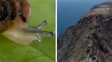 Snails Thought Extinct Get New Island Home In Atlantic Science