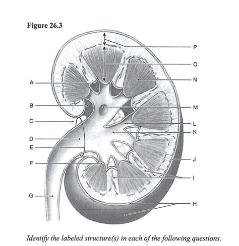Chapter 26 Urinary Figure 26 3 Diagram Quizlet
