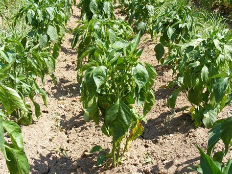 Chilli Farming Profit Cost Project Report Pepper Agri Farming