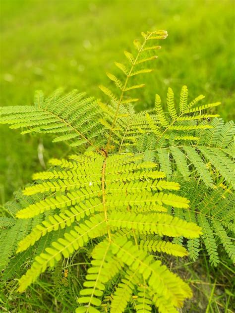 Tree Which Have Small Leaf Show Amazing Stock Image Image Of Small Amazing 161826041