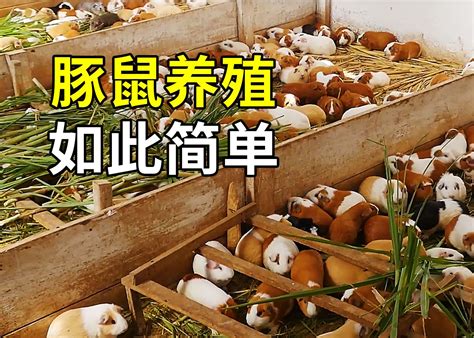 豚鼠的秘密，养殖过程大开眼界 妖哥新视野 妖哥新视野 哔哩哔哩视频