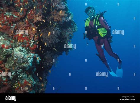 Babs Jackson Diving On The West Face Of Sanganeb Reef Sudanese Red Sea Subject Was 51 Years Old