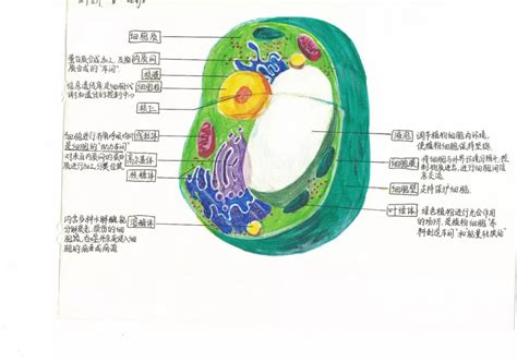 植物细胞骨架手绘图 细胞骨架手绘图 细胞骨架图片手绘 第6页 大山谷图库
