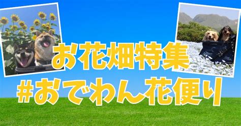 【関東】愛犬とドライブにおすすめの道の駅・sa特集！一緒にテラスで食事を楽しんだりドッグランで思いきっり遊ぼう♪ おでかけわんこ部