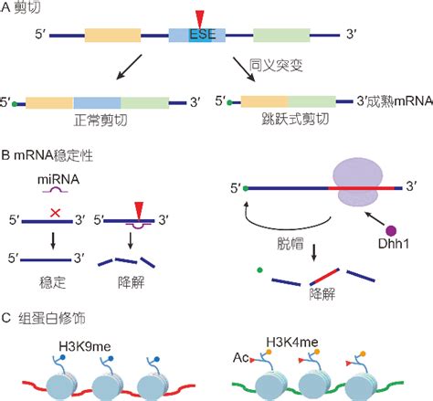 figure 2 from codon codes codon usage bias influences many levels of