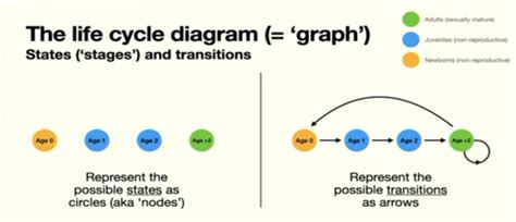 Matrix Projection Models Flashcards Quizlet