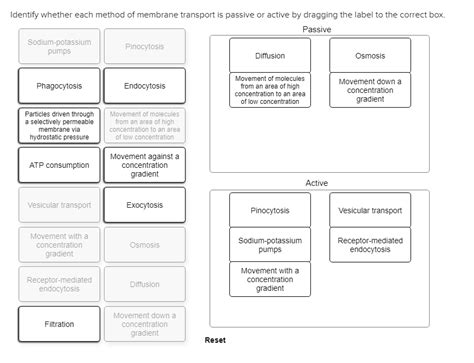 Solved Identify Whether Each Method Of Membrane Transport Is Chegg