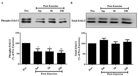 Effect Of Human Exercise Serum On Erk1 2 Signaling In A549 NSCLC Cells