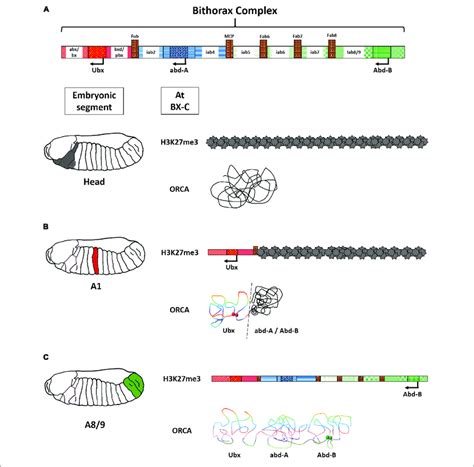 Open For Business Model Of The Bithorax Complex A H3k27me3 Marks