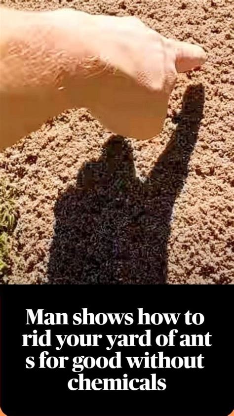 Man Shows How To Rid Your Yard Of Ants For Good Without Chemicals Get Rid Of Ants Rid Of Ants