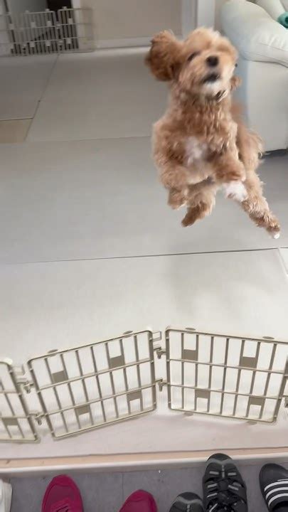 꺅 언니오빠가 너무 반가워 발사되는 말티푸 멍이 ♥️ Youtube