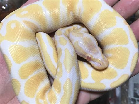 คนรักงู Ball Python Band