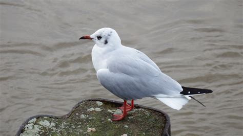 Kostenlose foto Wasser Natur Vogel Flügel Tier Seevogel