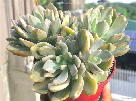 ×graptophytum Supreme Variegatum World Of Succulents