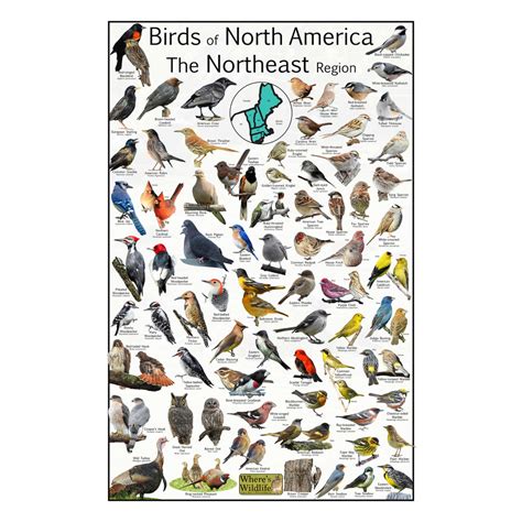 Birds Of North America The Northeast Region Provide 73 Bird