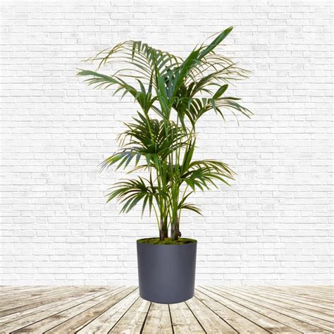 Kentia Palm · Khloros Plants
