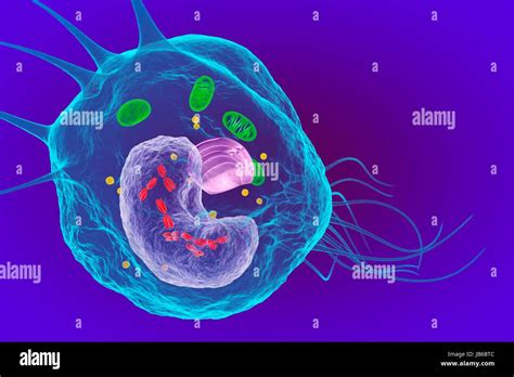 Género Mycobacterium Y Género Salmonella Enfermedades Infección