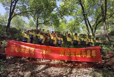 化身小茶农 感受茶文化