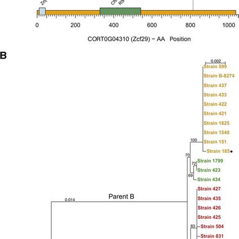 Overview Of Zcf29 A The Presence Of A Premature Stop Codon In Strain