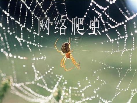 什么是网络爬虫有四种不同类型 8848seo