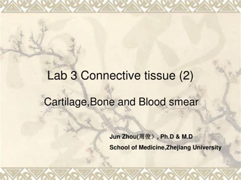 PPT Lab Exercise Classification Of Tissues Connective Tissue PowerPoint Presentation ID