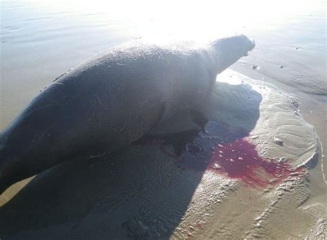 Sea Lion Shot In Venice Warning Graphic Photos 5000 Reward