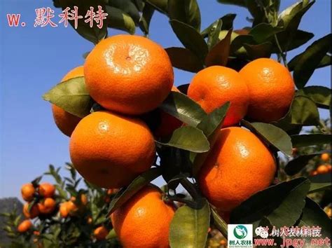 默科特柑橘产地柑橘产地沃柑产地大山谷图库