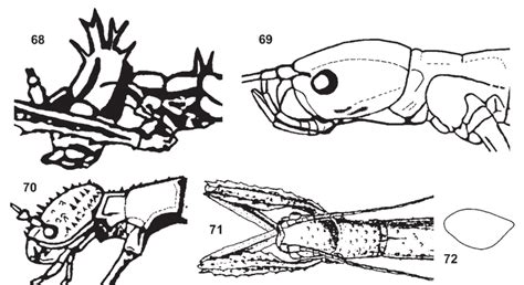 68 Parectatosoma Hystrix 69 Leiophasma Lucubense 70 Holotype