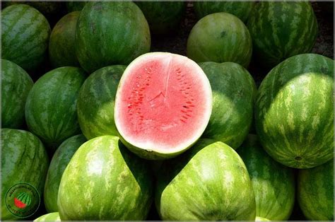 Como Escolher A Melhor Melancia Para Aproveitar O Verão Ao Máximo