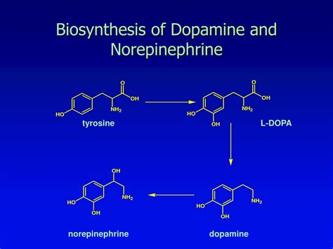 Ppt Sex Drugs And The Brain Powerpoint Presentation Free Download