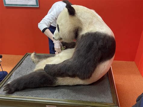 動物園から貴重なパンダの剥製を輸送高吉運送 姫路 ピアノライン新着情報