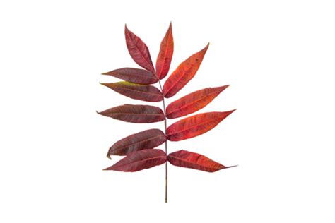 Hojas Otoño Png Para Descargar Gratis