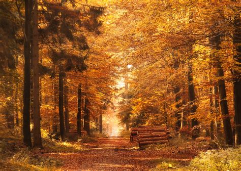 フリー写真 紅葉した森の木々と小道でアハ体験 Gahag 著作権フリー写真・イラスト素材集