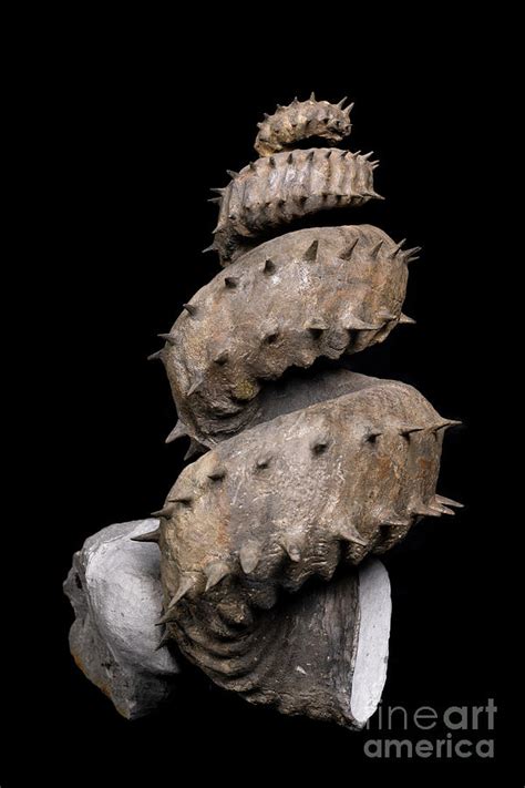 Turrilites Sp Cephalopod Fossil Photograph By Pascal Goetgheluck Science Photo Library Pixels