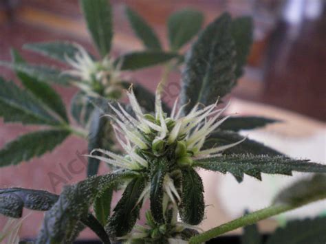 How To Make Feminised Cannabis Seeds Alchimia Grow Shop