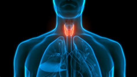 Hyperthyroidism And Cardiac Contractility International Journal Of